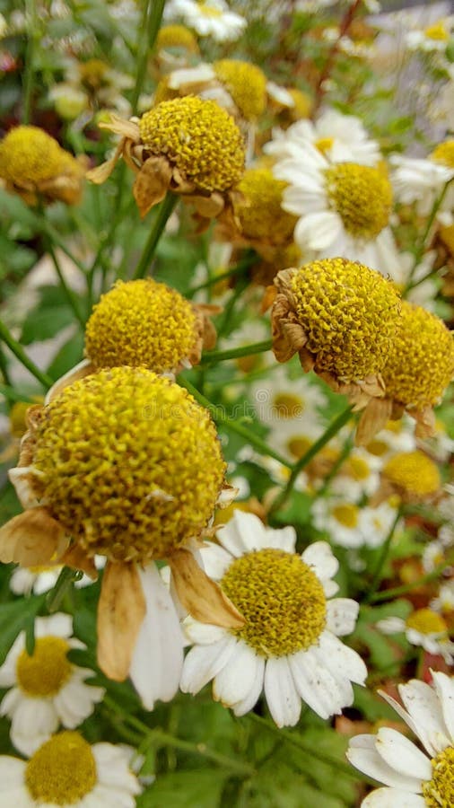 Daisy Petals Fall off stock image. Image of wildflower - 266031139