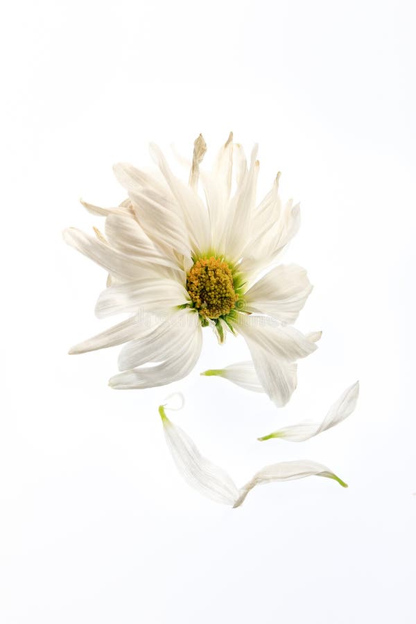 Daisy Petals stock image. Image of falling, bloom, fresh - 72905311