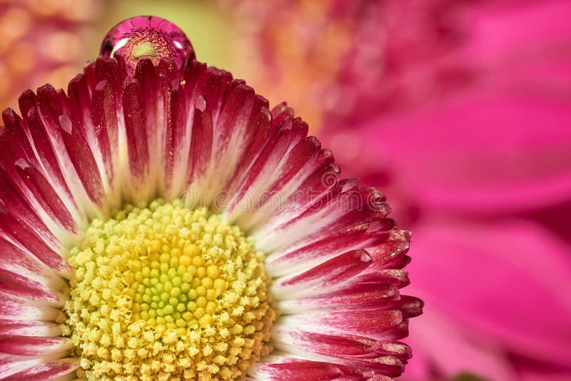 Daisy stock photo. Image of summer, colourful, rural - 66740358