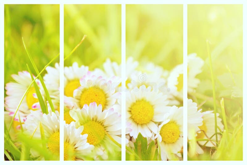 Daisy plant collage stock image. Image of background - 68683187