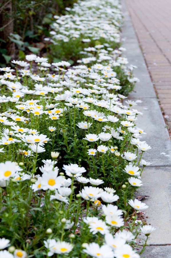 Daisy Planted Alongside of the Pathway Stock Image - Image of field ...