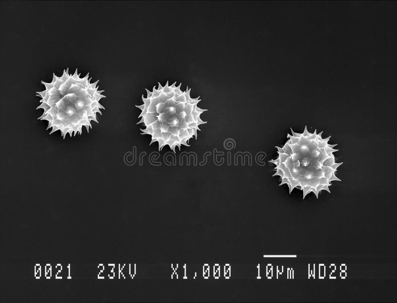 Daisy Pollen Under Electron Microscope Stock Photo - Image of medicine ...