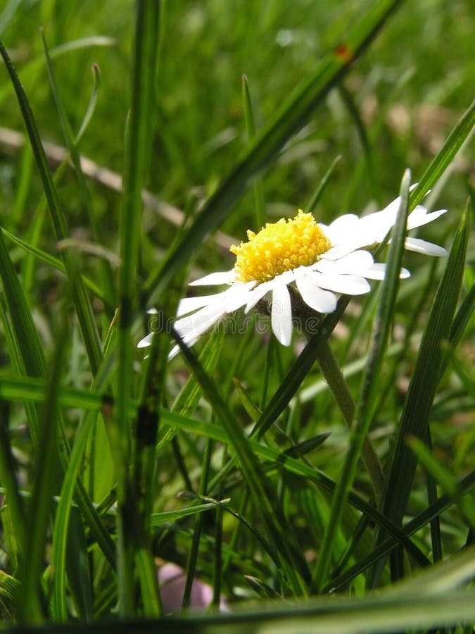 Daisy portrait stock photo. Image of field, spring, flower - 110814