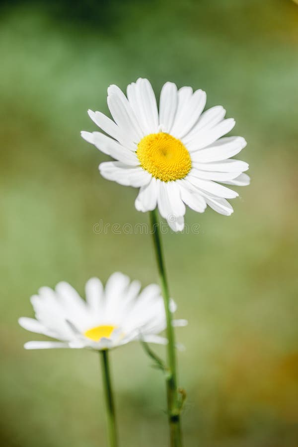 Daisy Portrait with Bokeh stock image. Image of portrait - 190720011