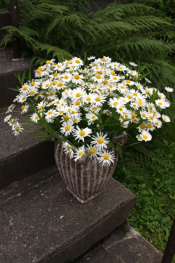 Daisy pot on stairs stock image. Image of summer, nature - 15198057