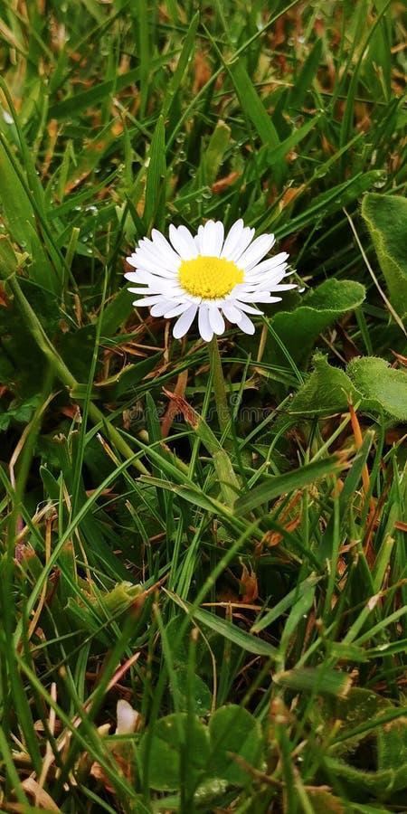 Daisy stock image. Image of little, daisy, pretty, white - 117541921