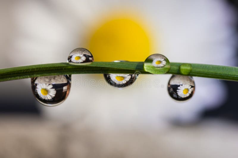 The Daisy in the Five Water Drops. Stock Image - Image of gentle, blade ...
