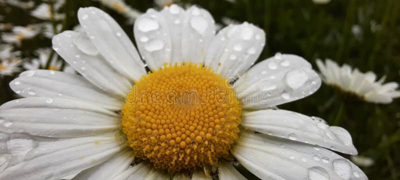 Daisy rose in morning dawn stock image. Image of sunflower - 251861285