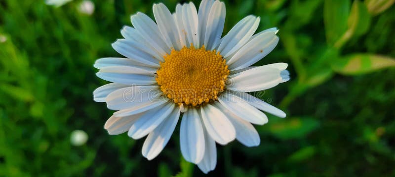Daisy rose in morning dawn stock image. Image of sunflower - 251861295