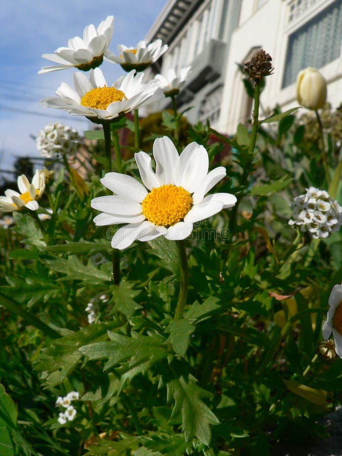 Daisy's Garden stock photo. Image of summer, house, beautiful - 570780