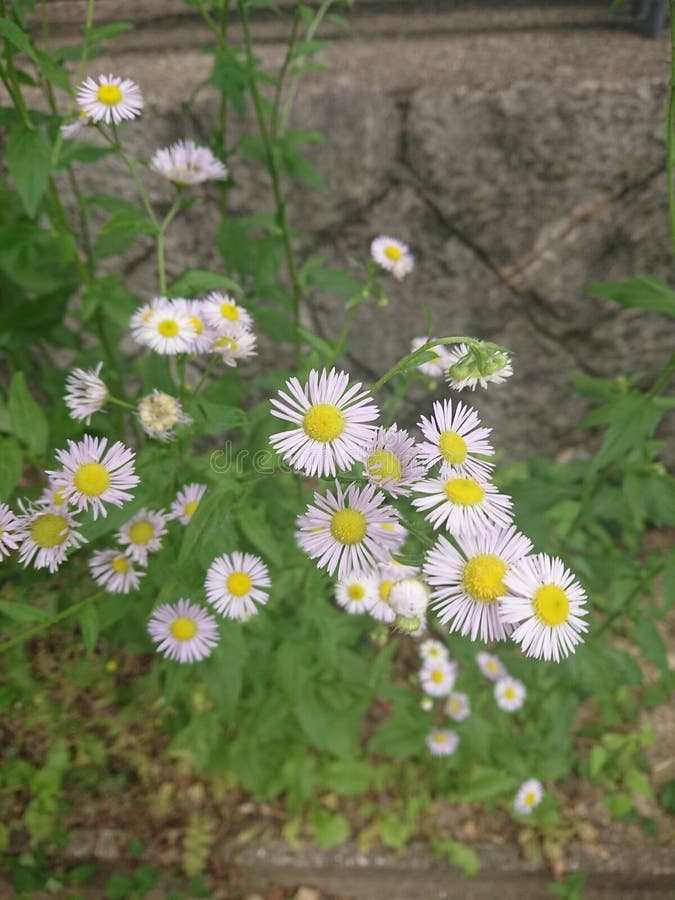 Daisy& X27;s Growing in a Back Alley Stock Image - Image of wildflower ...