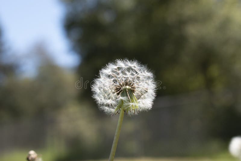 Daisy and Bubble stock image. Image of beauty, nature - 96835189