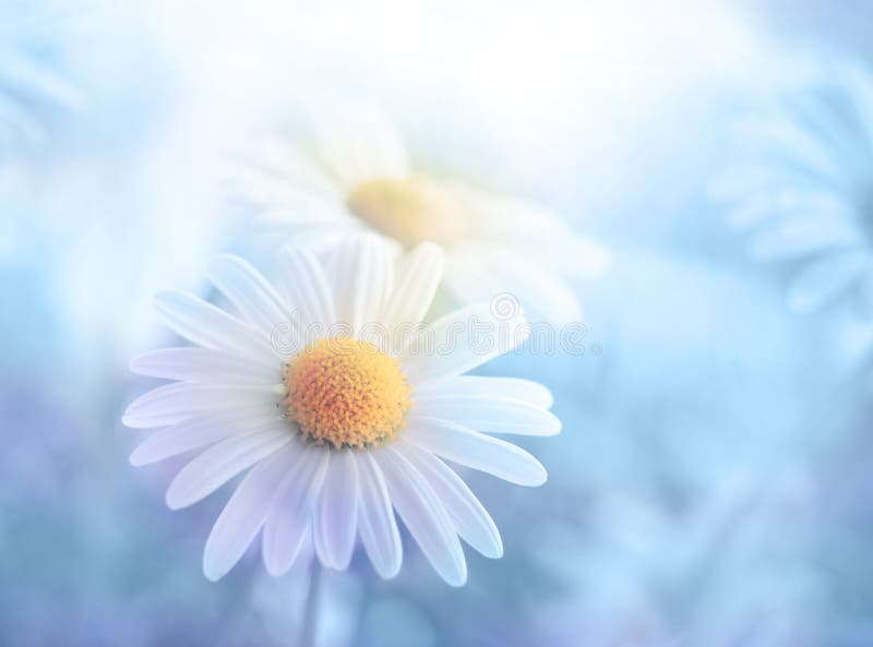 Daisy stock photo. Image of plant, season, nature, green - 88801158