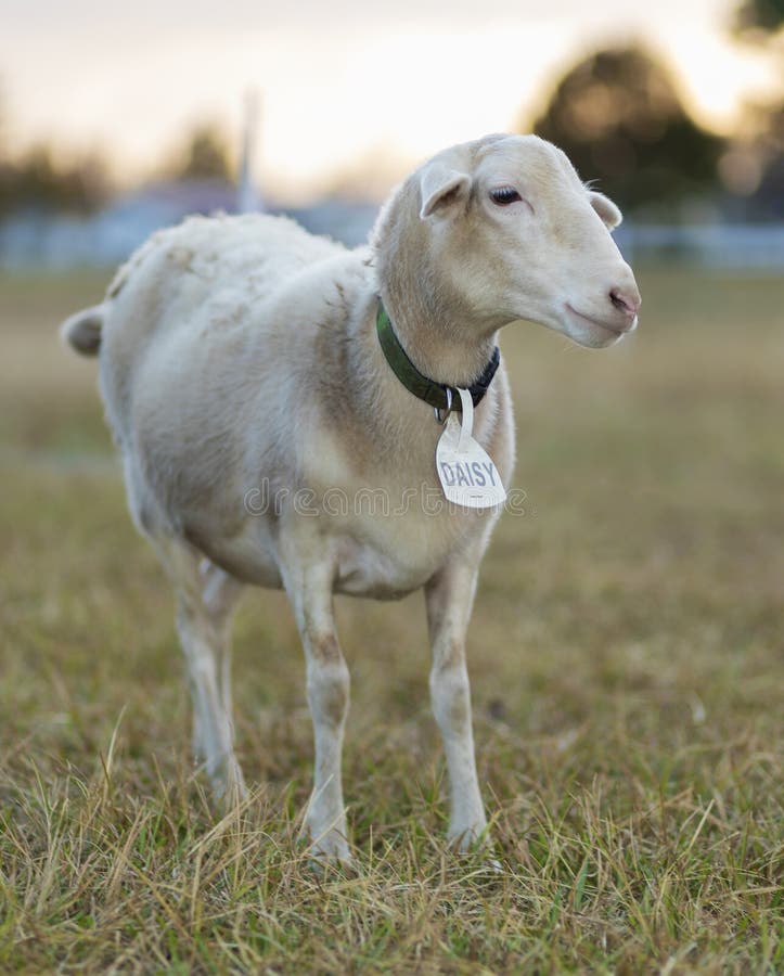 Daisy the sheep on a field stock image. Image of field - 260711223