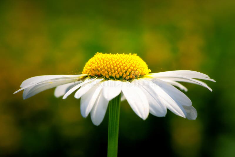 Daisy From The Side Royalty Free Stock Image - Image: 31785276