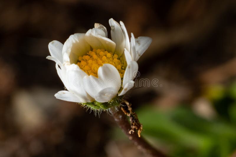 Daisy stock photo. Image of bright, view, springtime - 188273056