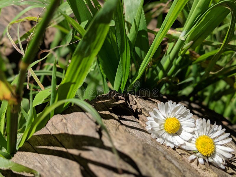 Daisy stock photo. Image of simple, clean, neat, daisy - 142184722