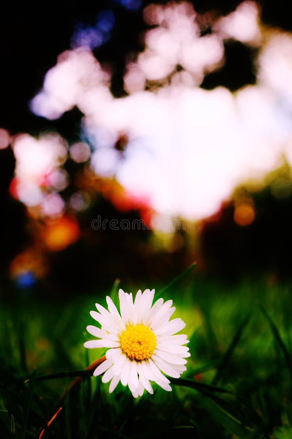Daisy stock image. Image of daisy, grass, single, plant - 45752365
