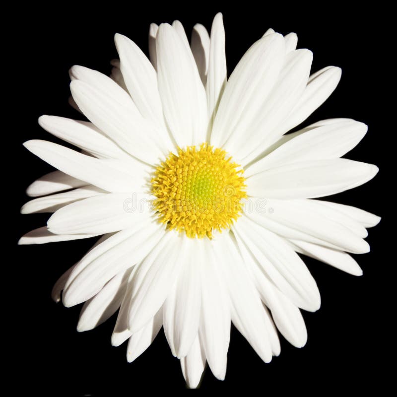 Daisy stock image. Image of light, head, idyllic, clear - 35326543