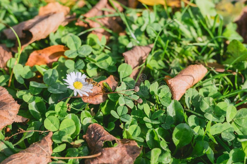 Daisy is Sitting on a Patch of Grass with Leaves and Twigs Stock Photo ...