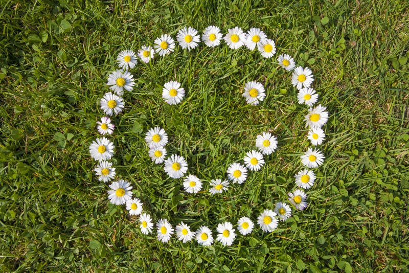 Daisy Smile stock photo. Image of chrysanthemum, head - 41897074