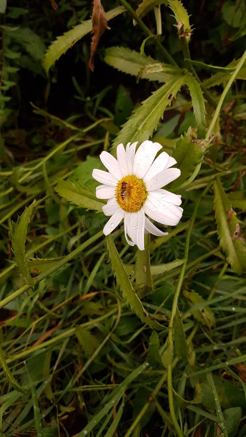 Daisy with a smile. stock photo. Image of freshness, love - 98091926