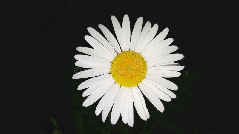 Daisy Solo Full Bloom at Night Stock Image - Image of flower, petal ...