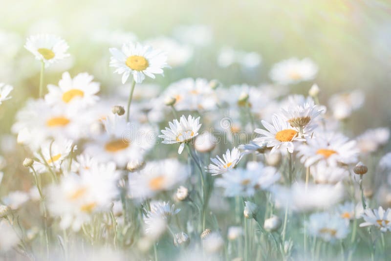 Daisy (spring Daisy) in a Meadow Stock Photo - Image of environment ...