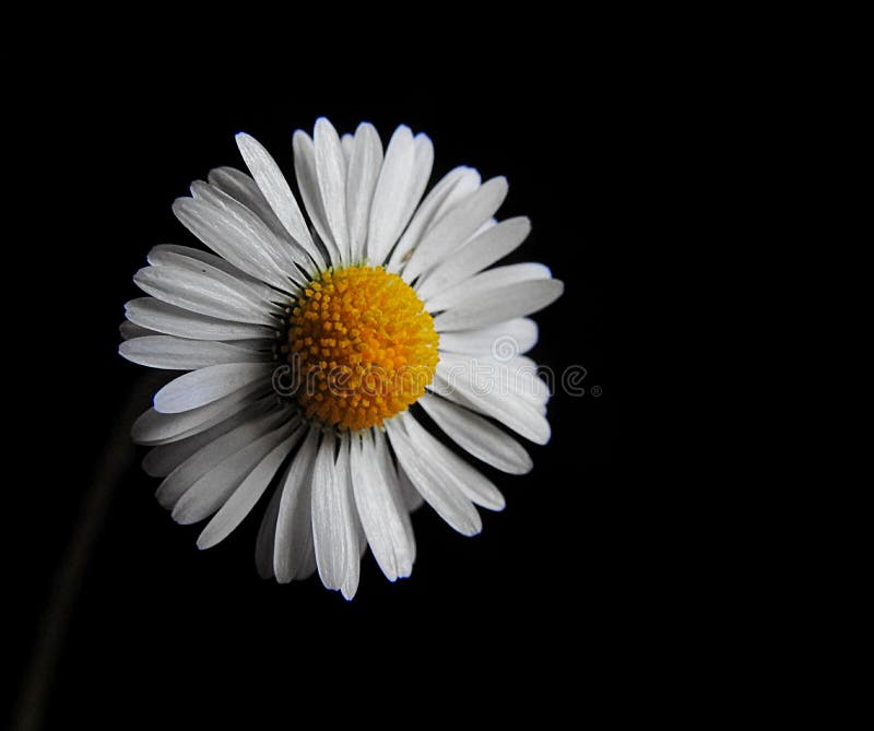 Daisy, it is Spring Finally Stock Photo - Image of bloom, catbad: 178798440