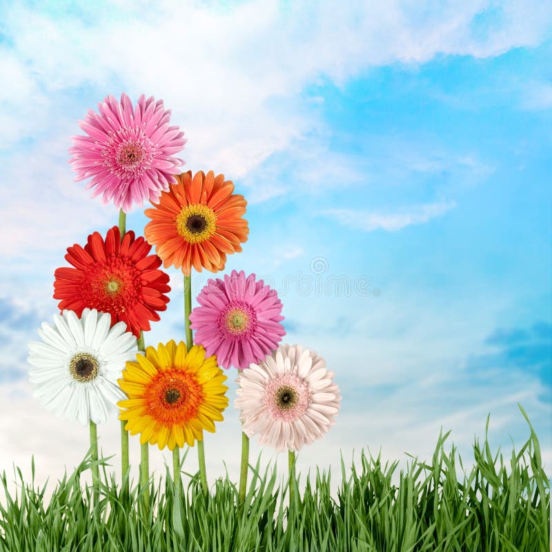 Daisy stock photo. Image of daisy, isolated, lawn, beauty - 63876828