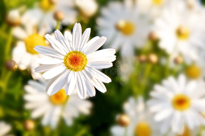 Daisy Spring Flowers stock photo. Image of bunch, petals - 18270304