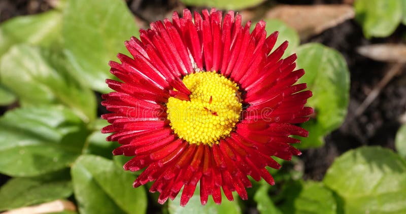 Daisy spring flowers stock photo. Image of admire, garden - 250894456