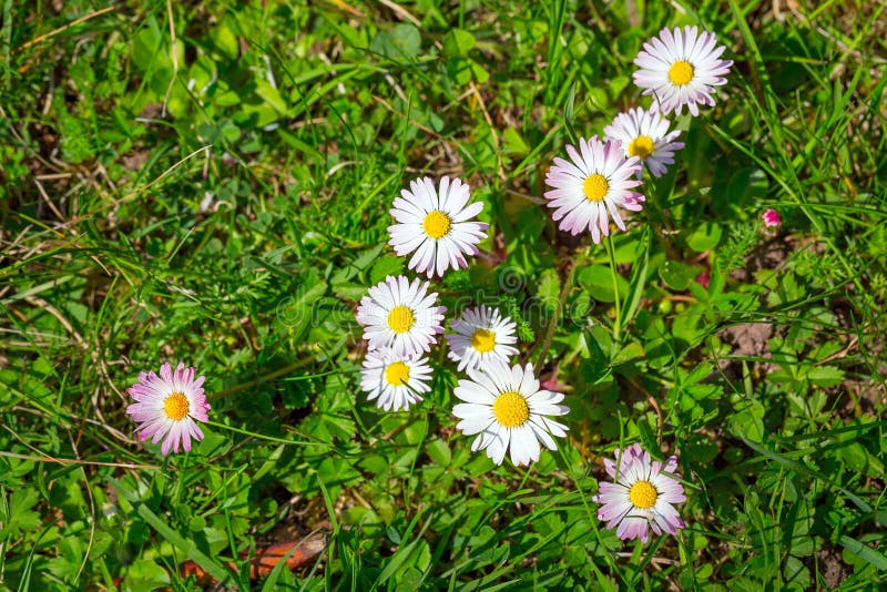 Daisy spring flowers stock image. Image of blooming, botanic - 40375531