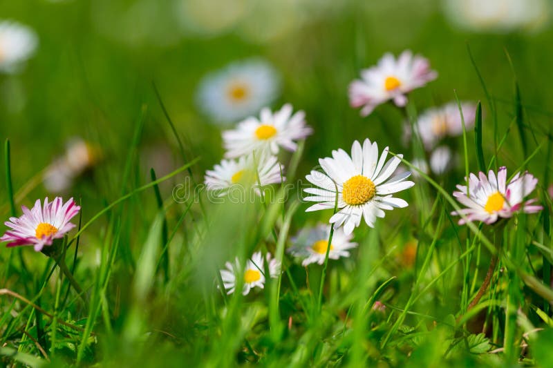 Daisy spring flowers stock image. Image of gardening - 40375619