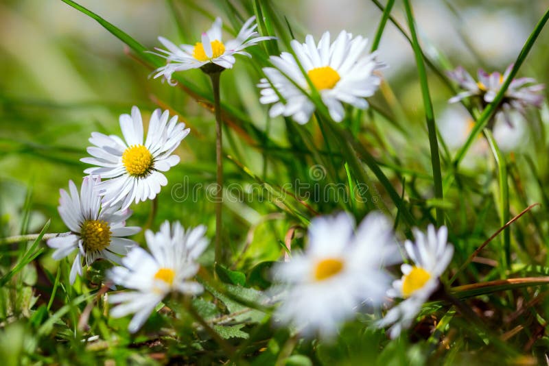 Daisy spring flowers stock photo. Image of april, botanic - 40375706