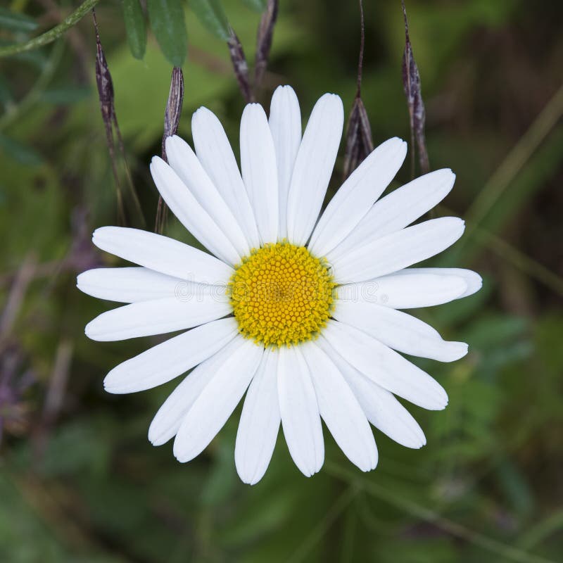 Daisy in Spring in a Garden Stock Image - Image of plant, field: 150138253