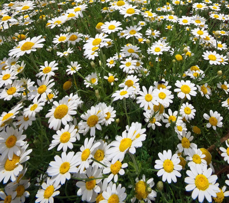 Daisy (spring Daisy) in a Meadow Stock Photo - Image of environment ...