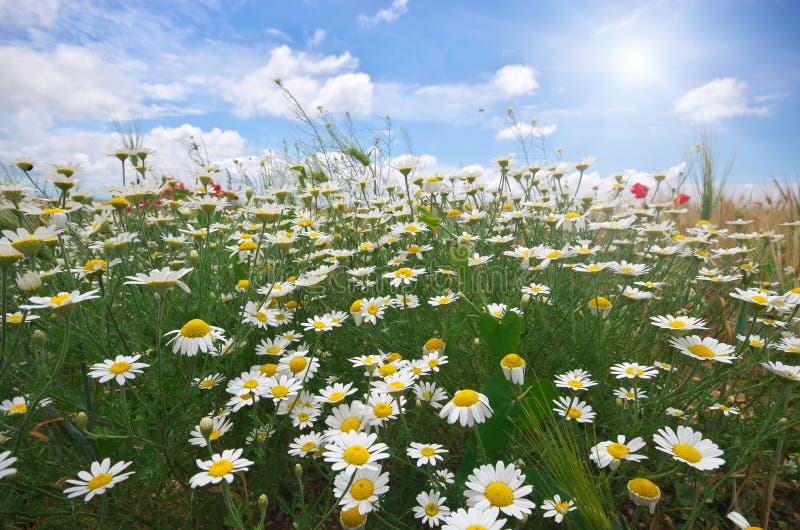 Daisy (spring Daisy) in a Meadow Stock Photo - Image of environment ...