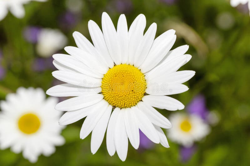 Daisy spring season stock image. Image of head, flower - 61200295