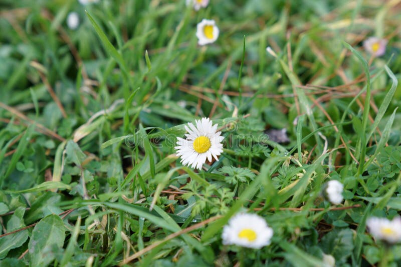A Daisy Standing among the Grass Stock Image - Image of basket, daisy ...