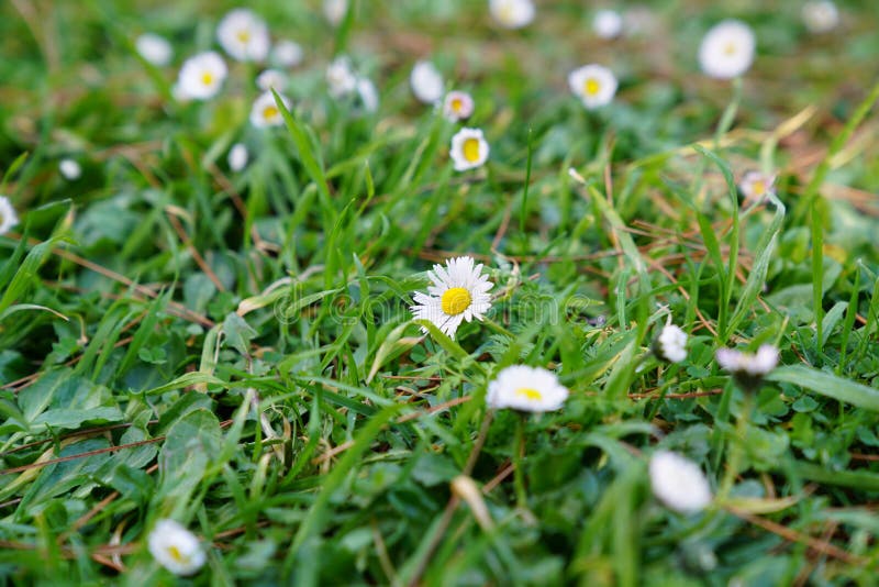 A Daisy Standing among the Grass Stock Image - Image of summer, food ...
