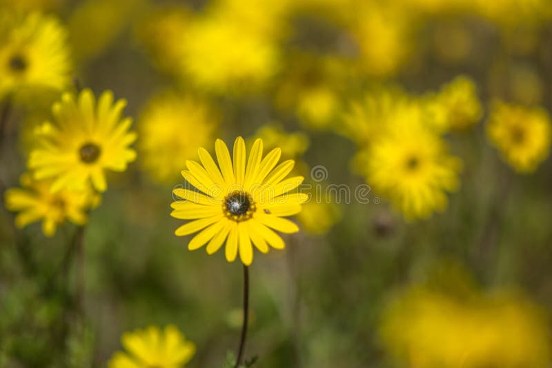 Daisy standing out stock photo. Image of discovery, nature - 197770226