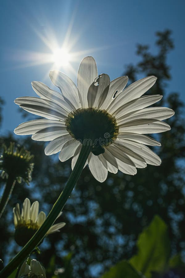 Daisy Stands in the Summer Sun Stock Image - Image of chamomile, summer ...