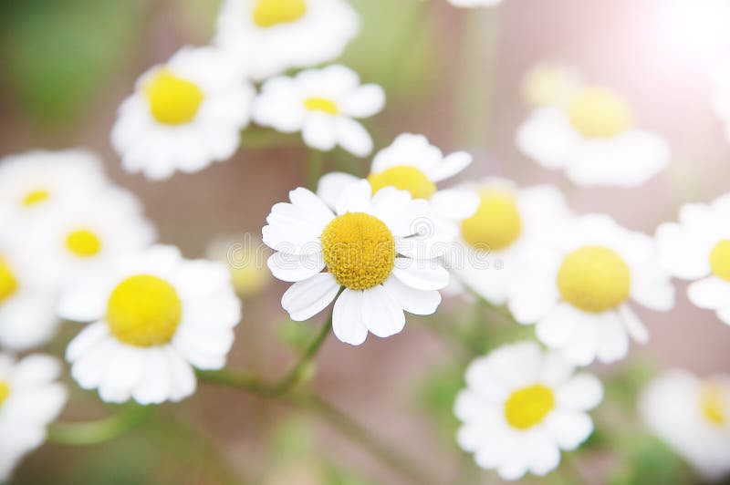 Daisy in the sun stock image. Image of spring, warm, white - 26538947