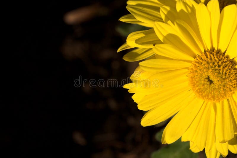 Daisy and sun stock photo. Image of leaf, yellow, close - 754404