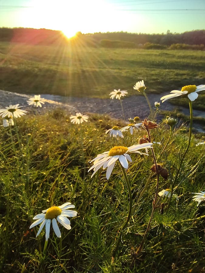 Daisy before sunset stock image. Image of wildlife, daisy - 232179359