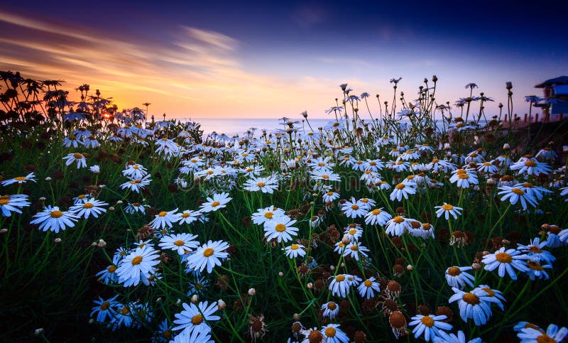 Daisy sunset stock image. Image of daisy, water, ocean - 147329061