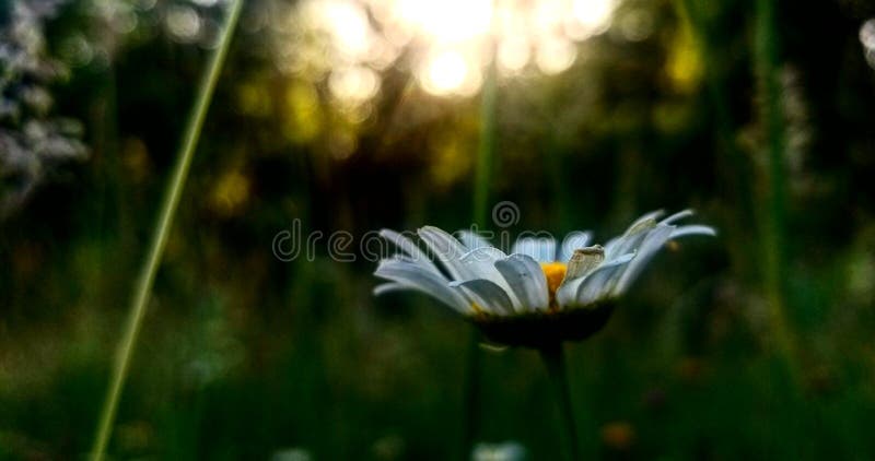 Daisy sunset stock image. Image of sunset, daisy, flower - 120913977