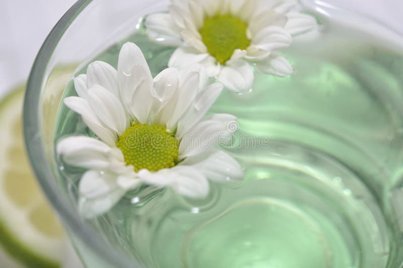 Daisy tea stock photo. Image of herbal, liquid, drink - 25257800