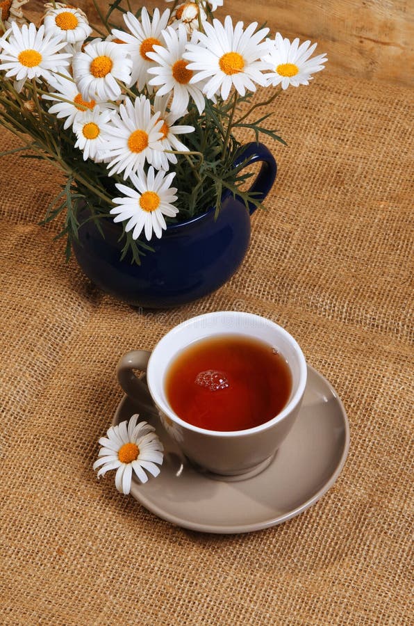 Daisy tea stock photo. Image of plant, relaxation, food - 47379288